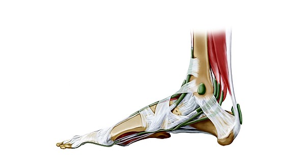 Tendones y ligamentos